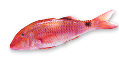 Buy Danube Sultan Ibrahim Fish 1kg and Meat, Poultry & Seafood online ...