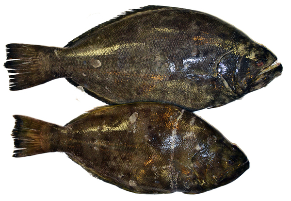 Buy Danube Mousa Fish 1kg and Meat, Poultry & Seafood online - Danube