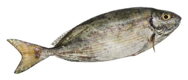 Buy Danube Segaan Fish 1kg and Meat, Poultry & Seafood online - Danube