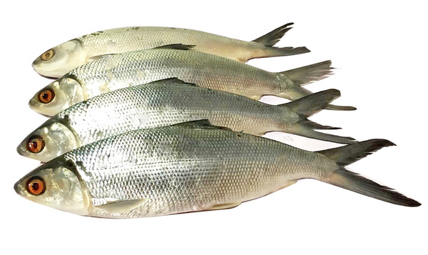 Buy Danube Salamany Fish 1kg and Meat, Poultry & Seafood online - Danube